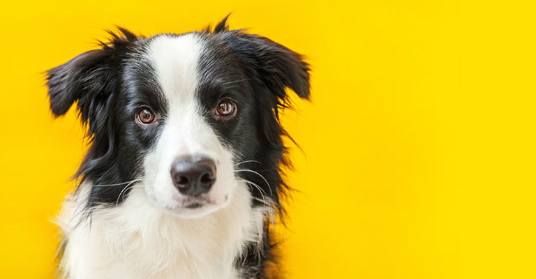 Woof woof! Dogs-related Hebrew Vocabulary | Rosen School Blog