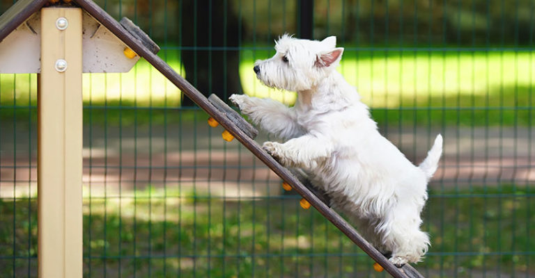 Woof woof! Dogs-related Hebrew Vocabulary | Rosen School Blog