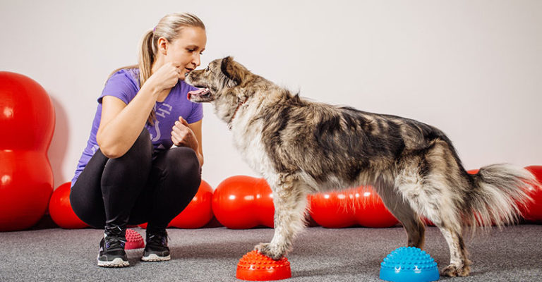 Woof woof! Dogs-related Hebrew Vocabulary | Rosen School Blog