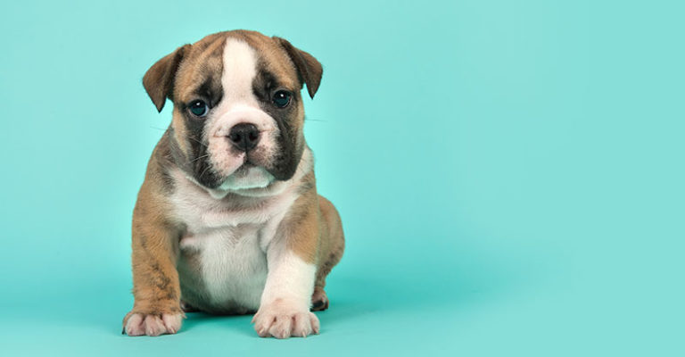 Woof woof! Dogs-related Hebrew Vocabulary | Rosen School Blog