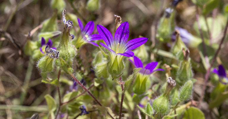 Colors in Hebrew: A rainbow of possibilities! - Rosen School of Hebrew